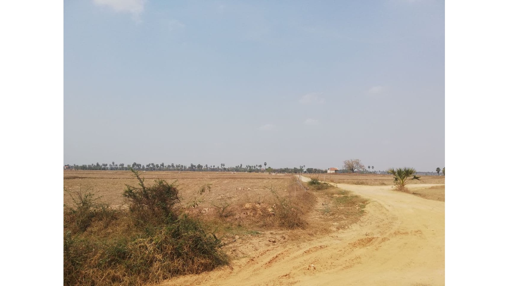 Purchase 1000 hectares of rice field to give for poor family in Cambodia