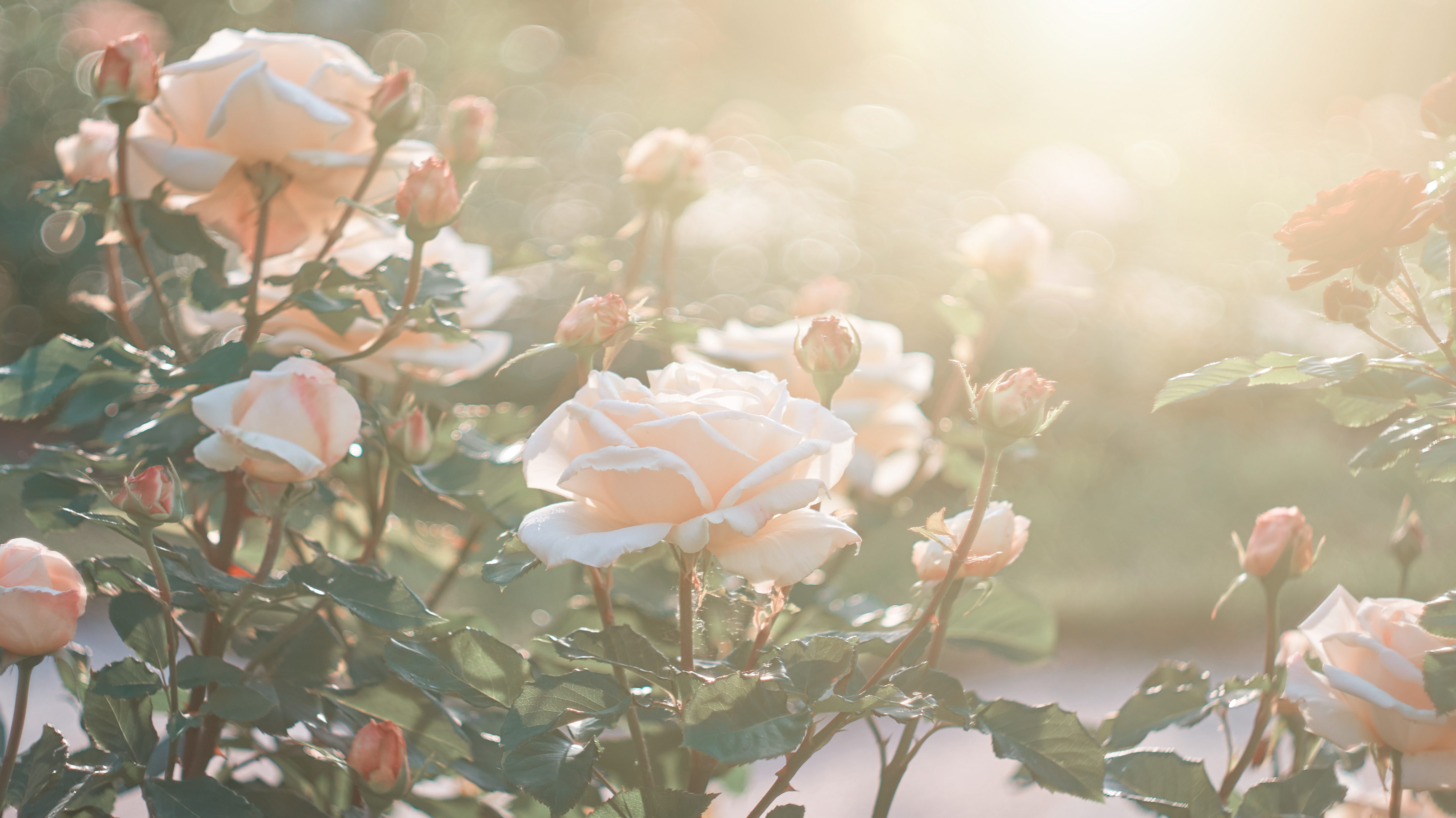 In Memory of Beatrice Armstrong